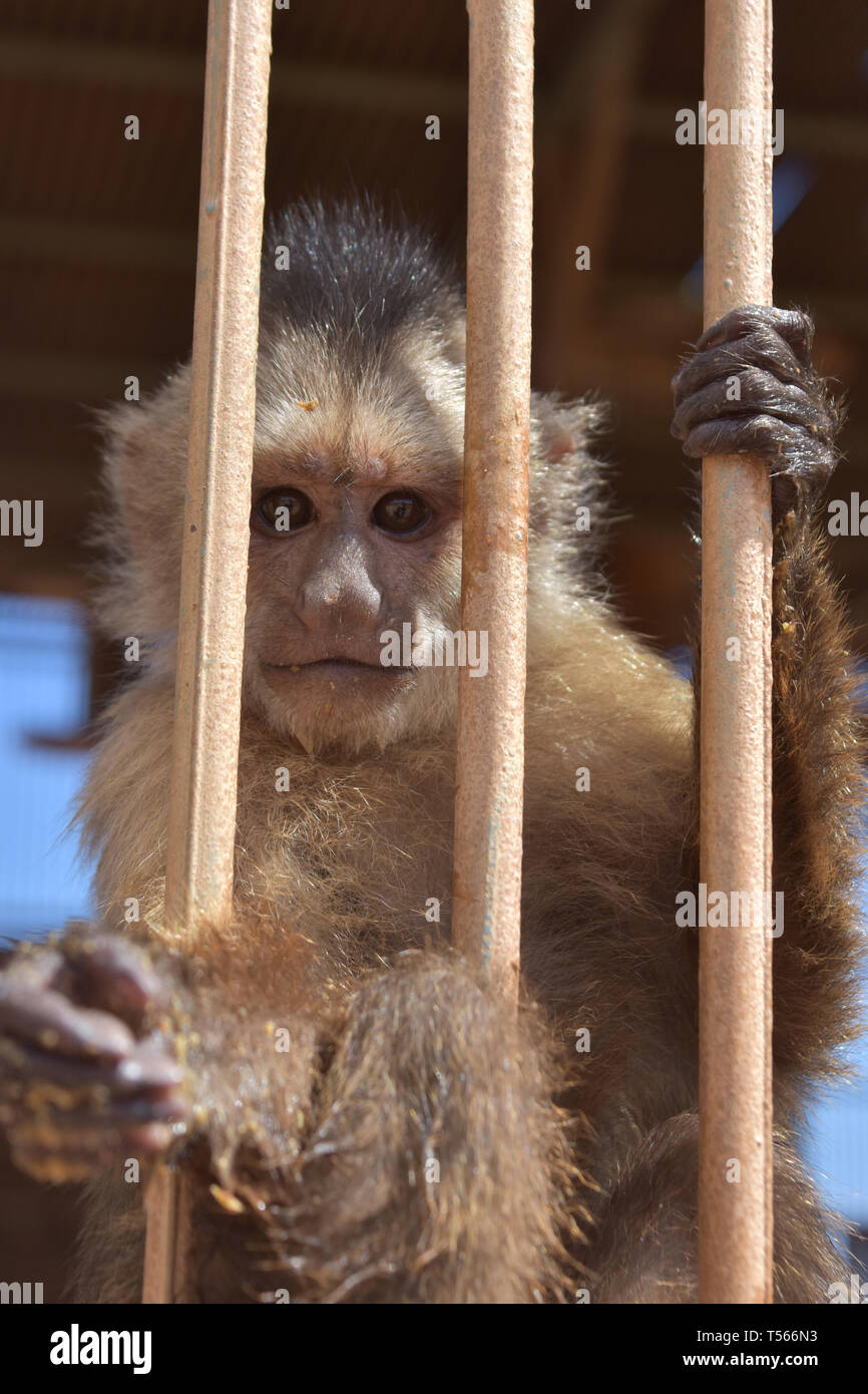 Caged small monkey reaching out between the bars Stock Photo - Alamy