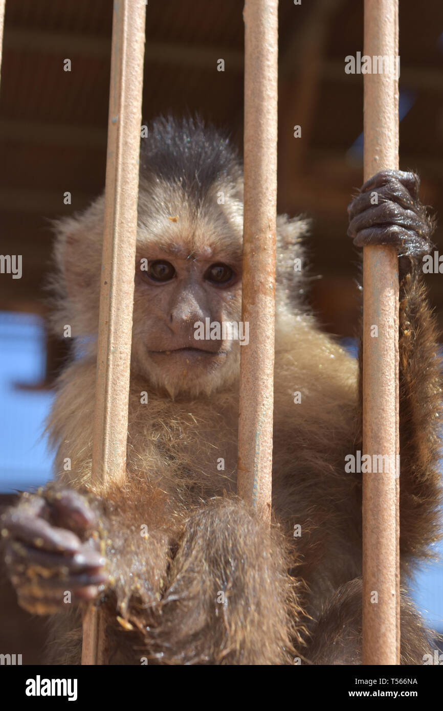 Locked Up Monkey High Resolution Stock Photography and Images - Alamy