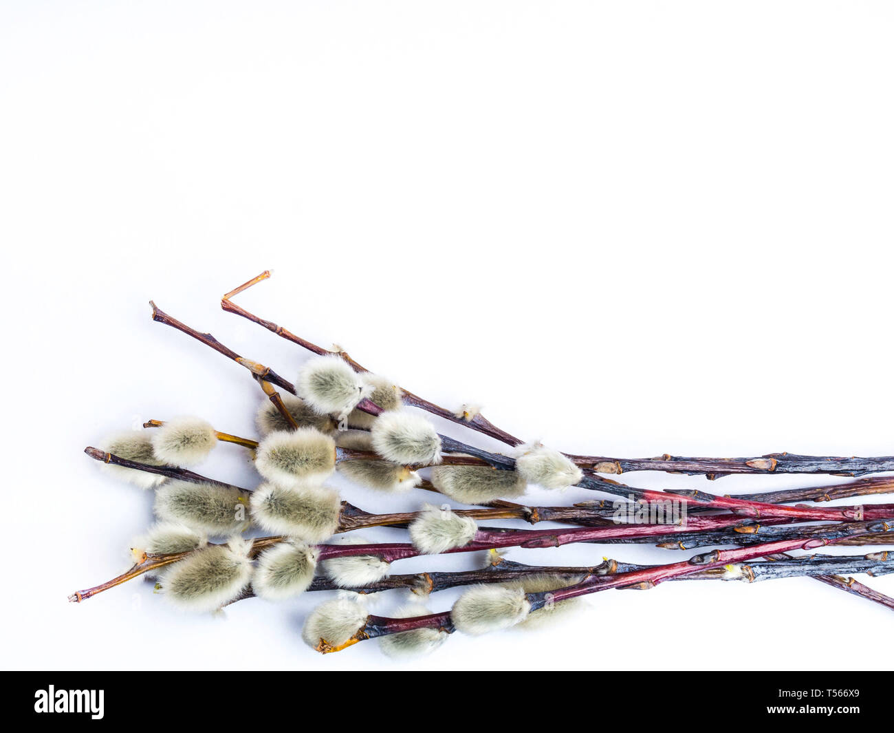 Spring branches Catkins Willow isolated on white background with copy ...
