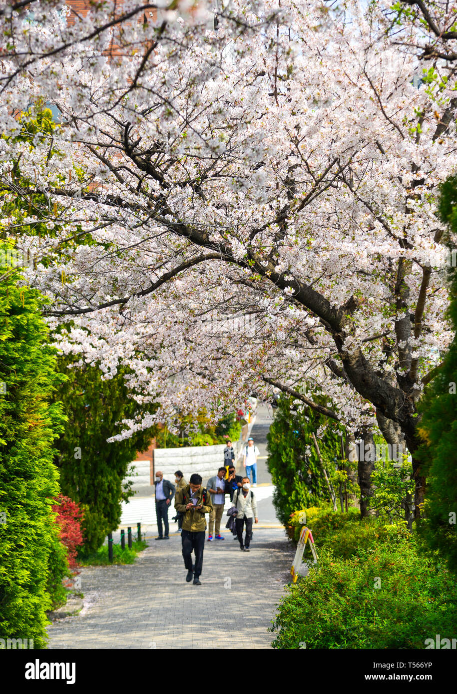 Tokyo, Japan - Apr 7, 2019. Cherry trees with flowers on street in ...