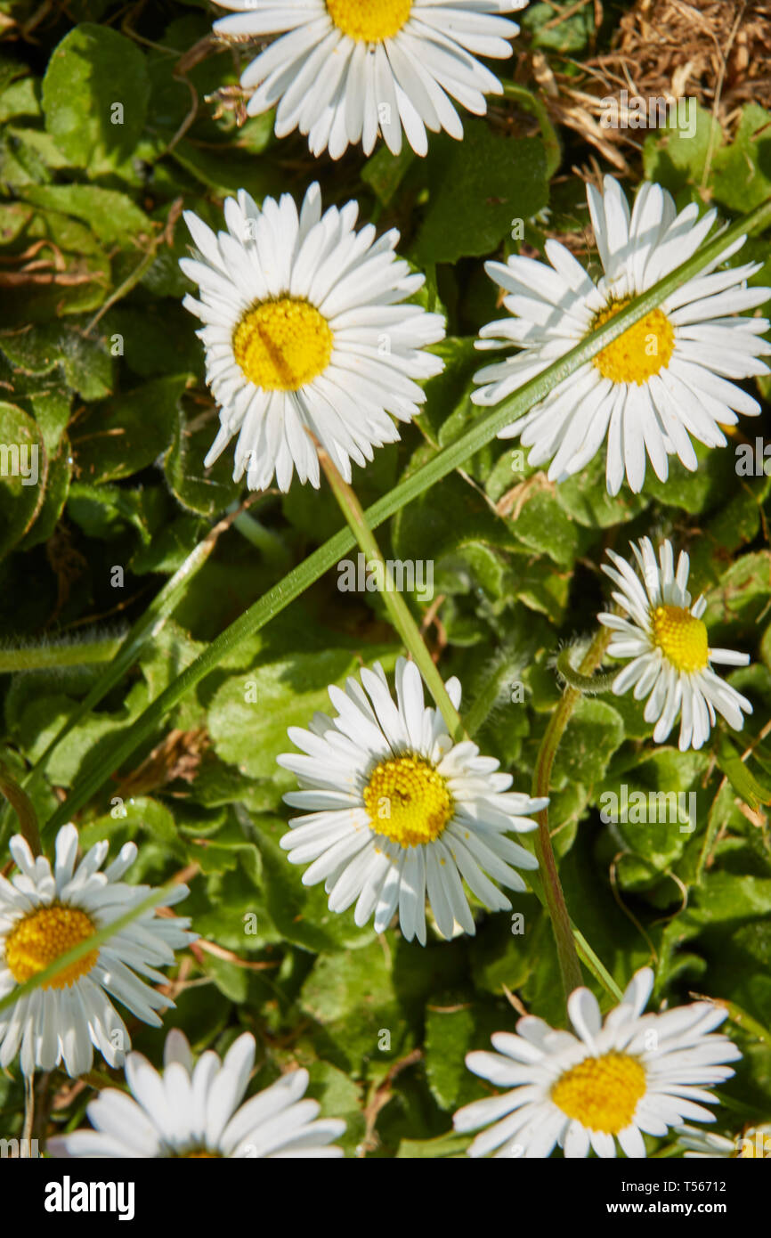 Common Daisy Leaves High Resolution Stock Photography and Images - Alamy