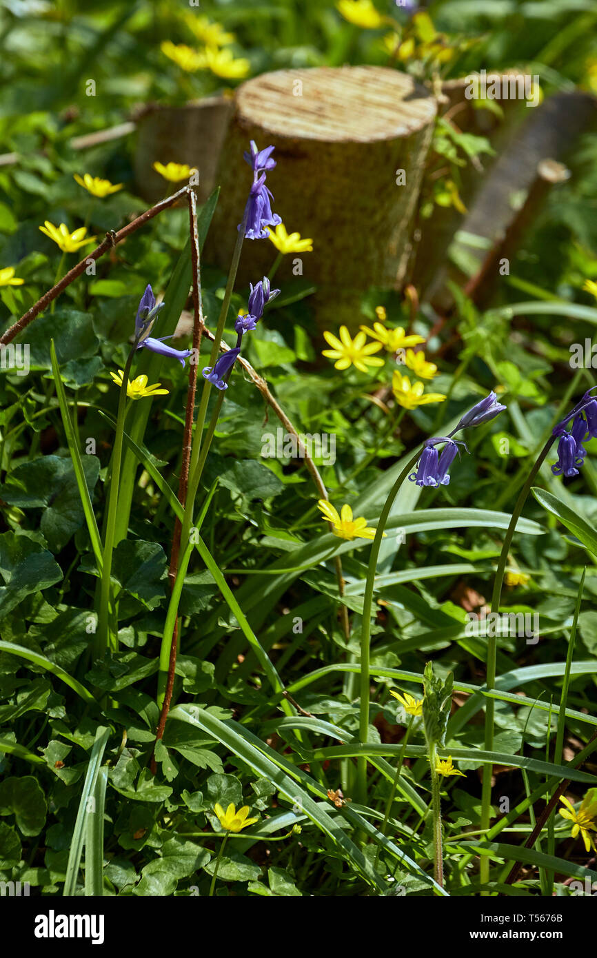 Spring woodland floor flowers with tree stump nature abstract Stock ...