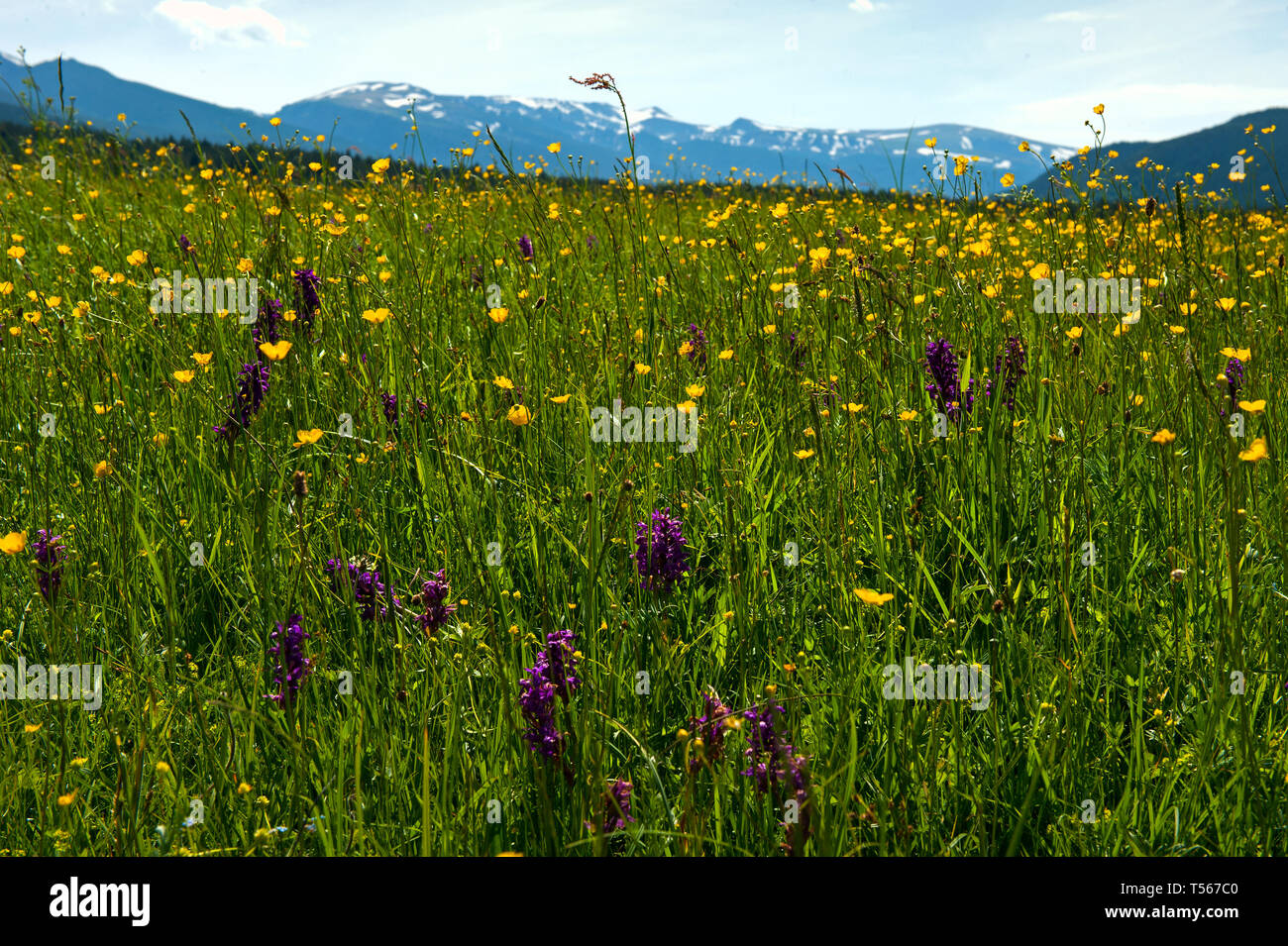 Flower meadow in the Rila Mountains Bulgaria Stock Photo - Alamy