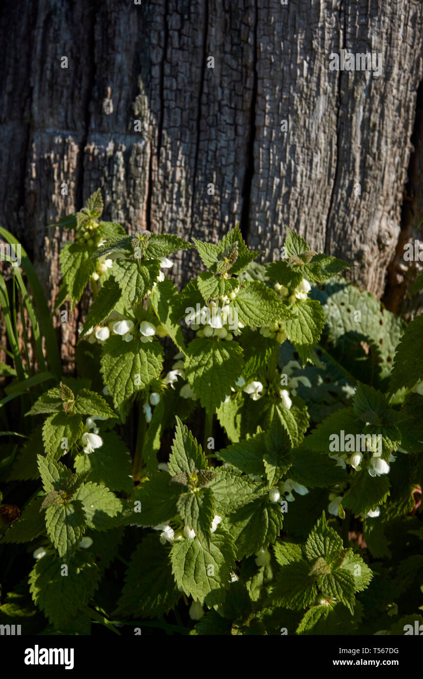 Nature abstract of stinging nettles in flower against a gnarled tree ...