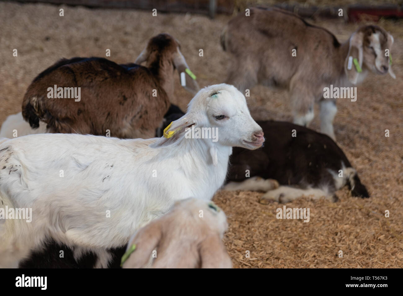 Different colour goats hi-res stock photography and images - Alamy