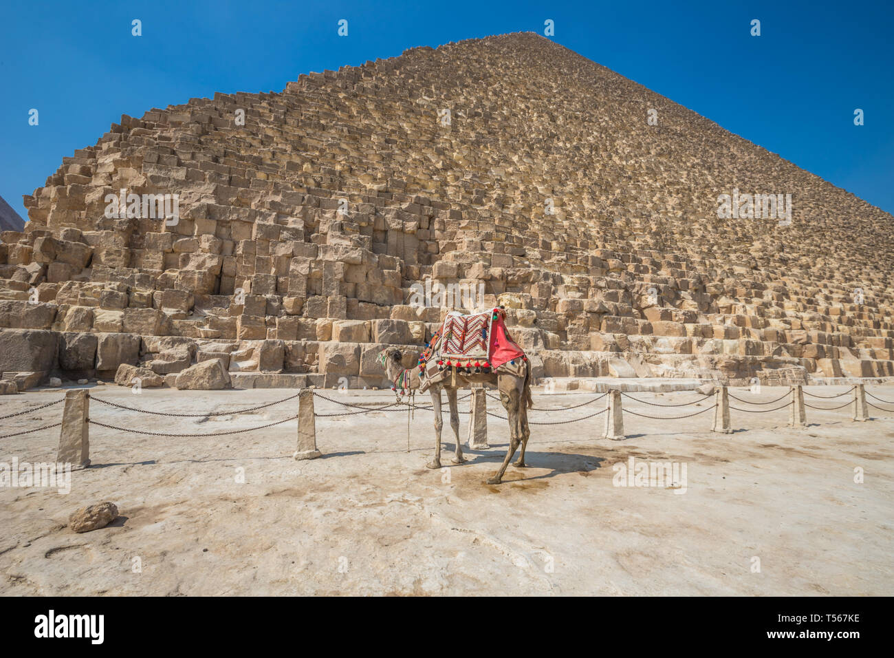 Donkey pyramid giza egypt hi-res stock photography and images - Alamy