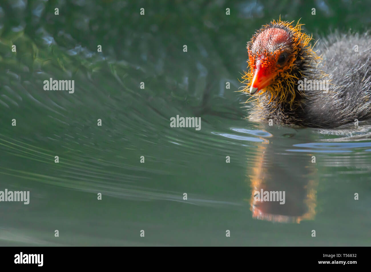 Cute, fluffy coot chick swimming in pond.Bird reflection in water ...