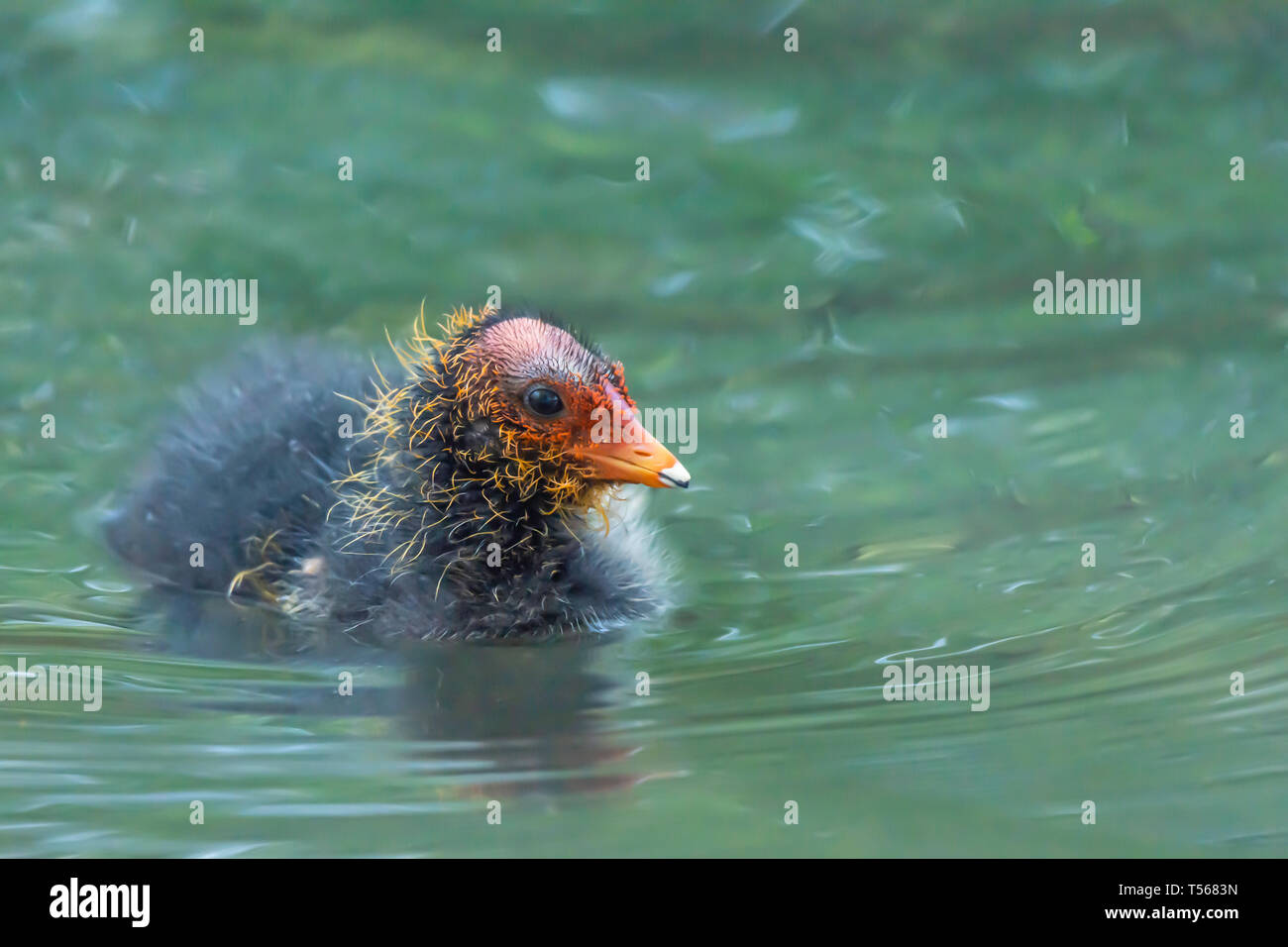 Cute and fluffy coot chick swimming in pond with green water.British ...