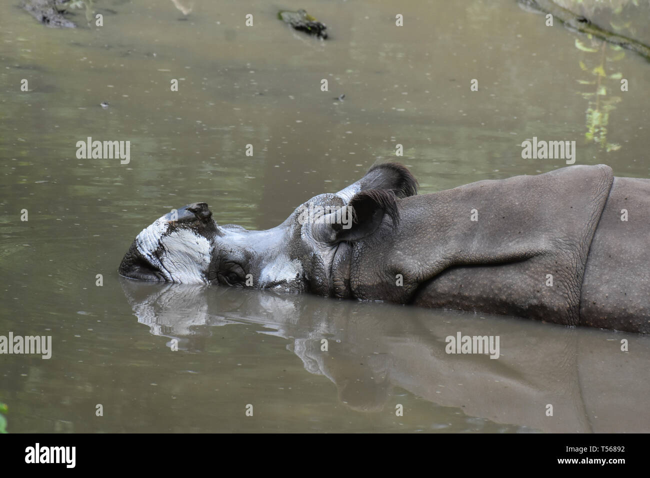 White rhinoceros mud wallow hi-res stock photography and images - Alamy