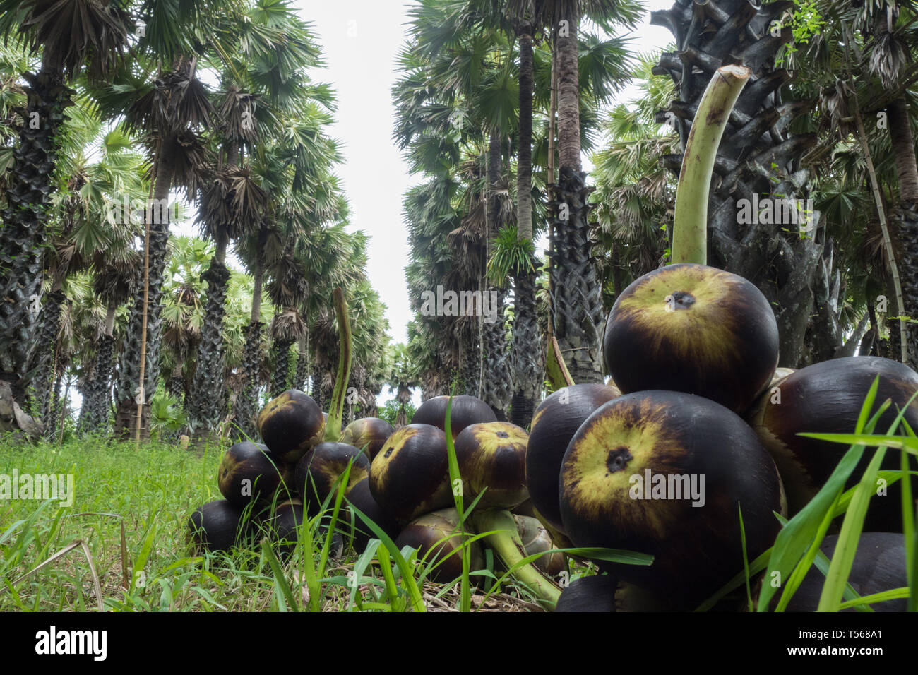 Toddy palm tree hi-res stock photography and images - Alamy