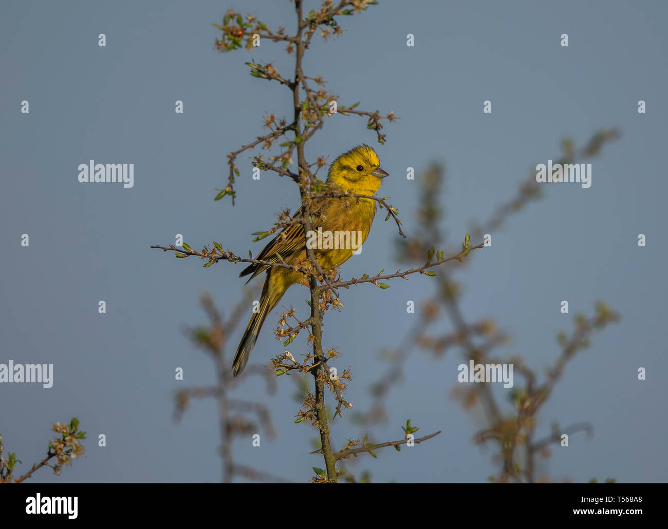 Yellowhammer open countryside bird hi-res stock photography and images ...