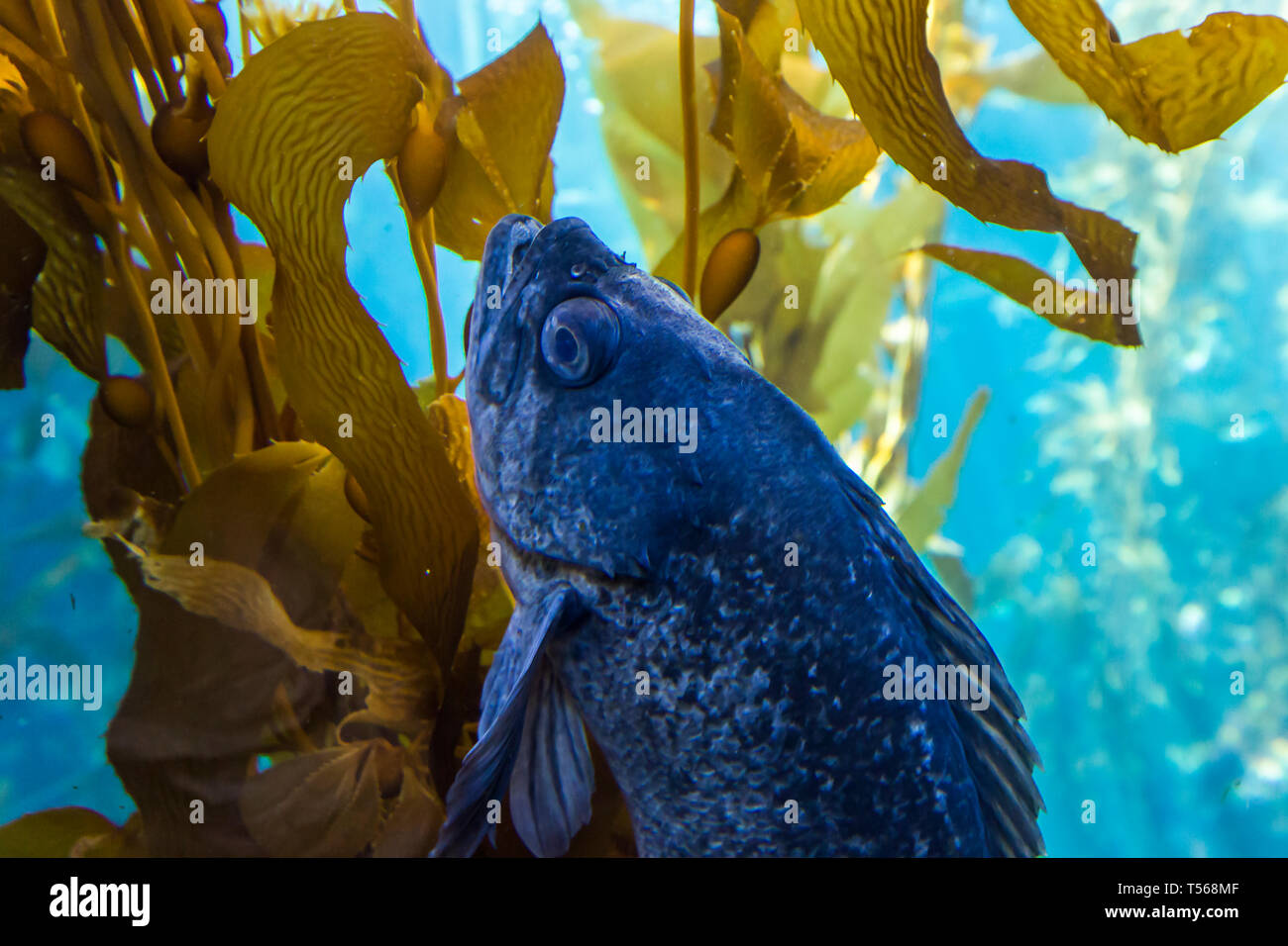 monterey california blue aquarium Stock Photo - Alamy