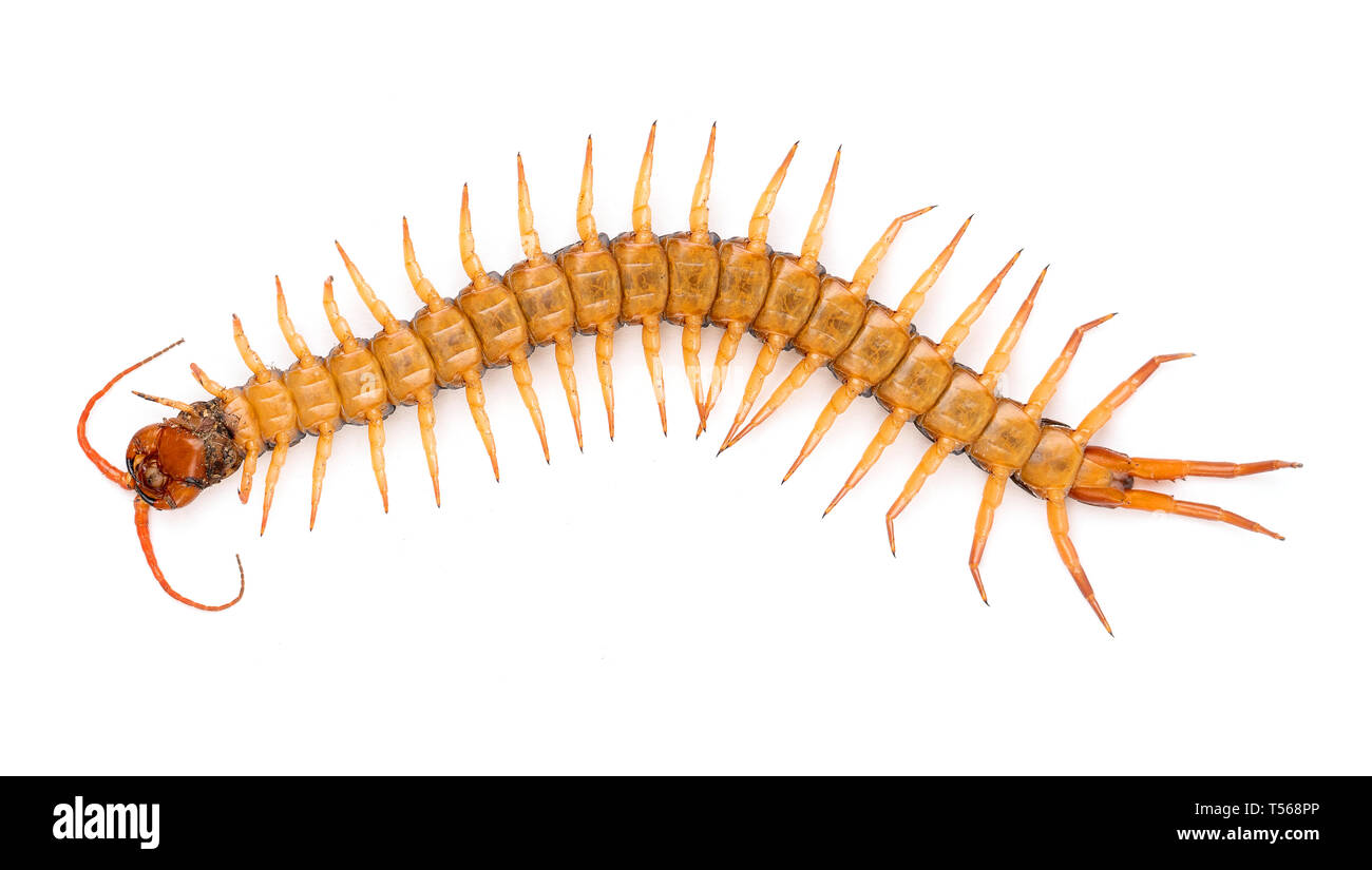 Dead centipede Cut Out Stock Images & Pictures - Alamy