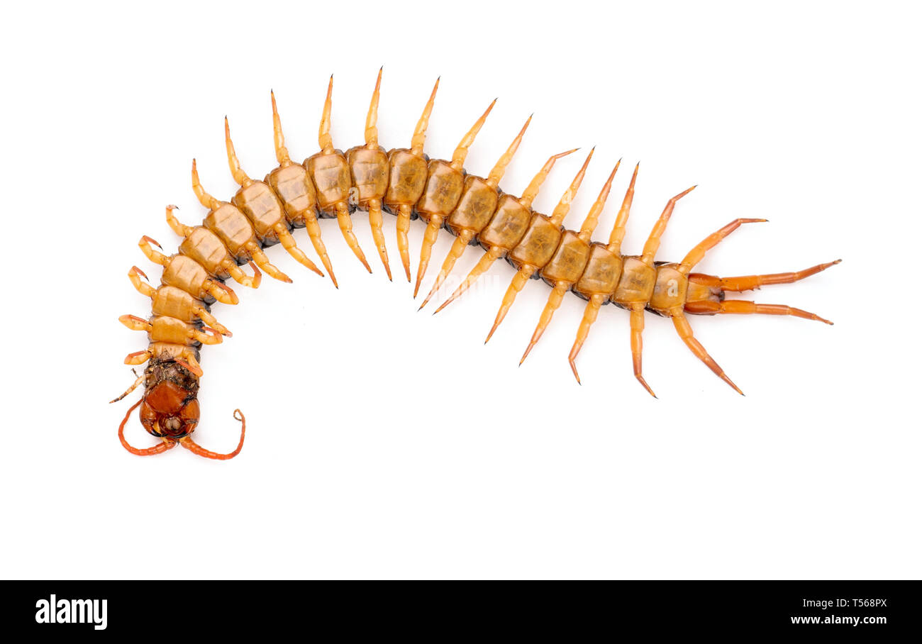 centipede or chilopoda isolated on white background Stock Photo - Alamy