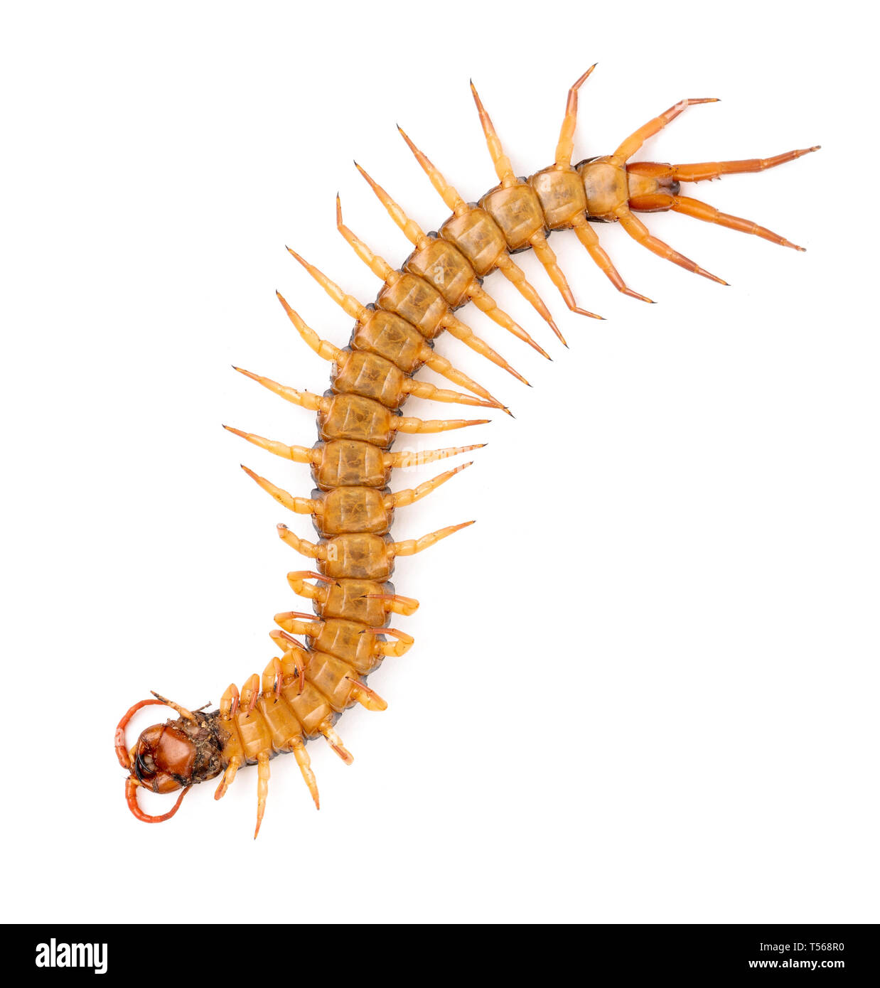 centipede or chilopoda isolated on white background Stock Photo - Alamy