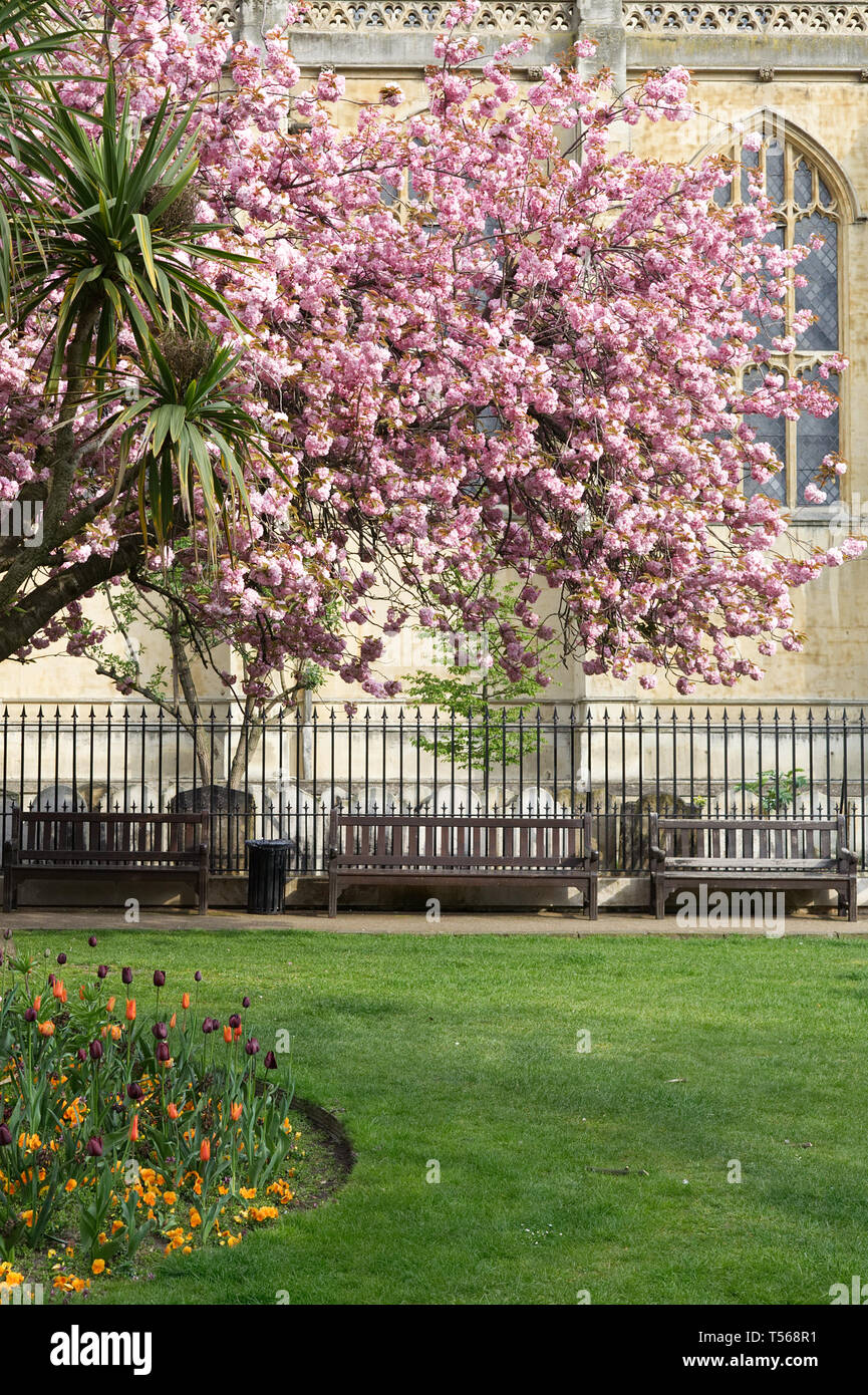 Japanese Cherry blossom tree in a church grave yard London England ...