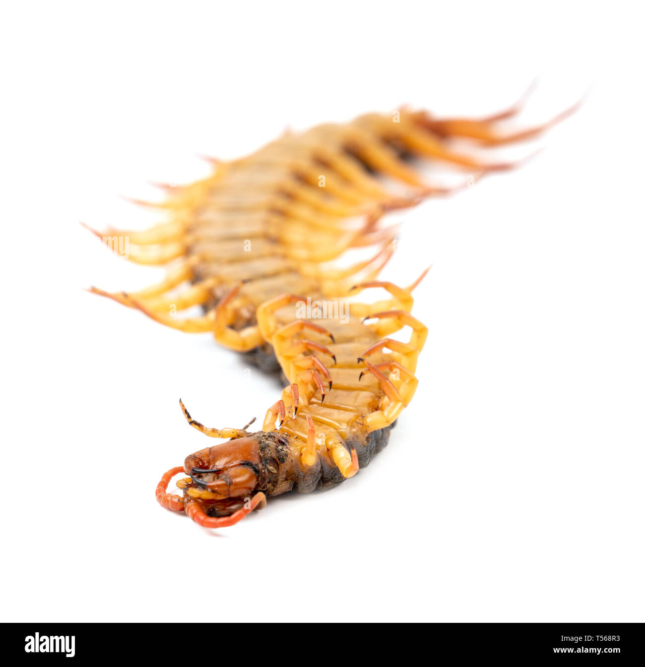 centipede or chilopoda isolated on white background Stock Photo - Alamy