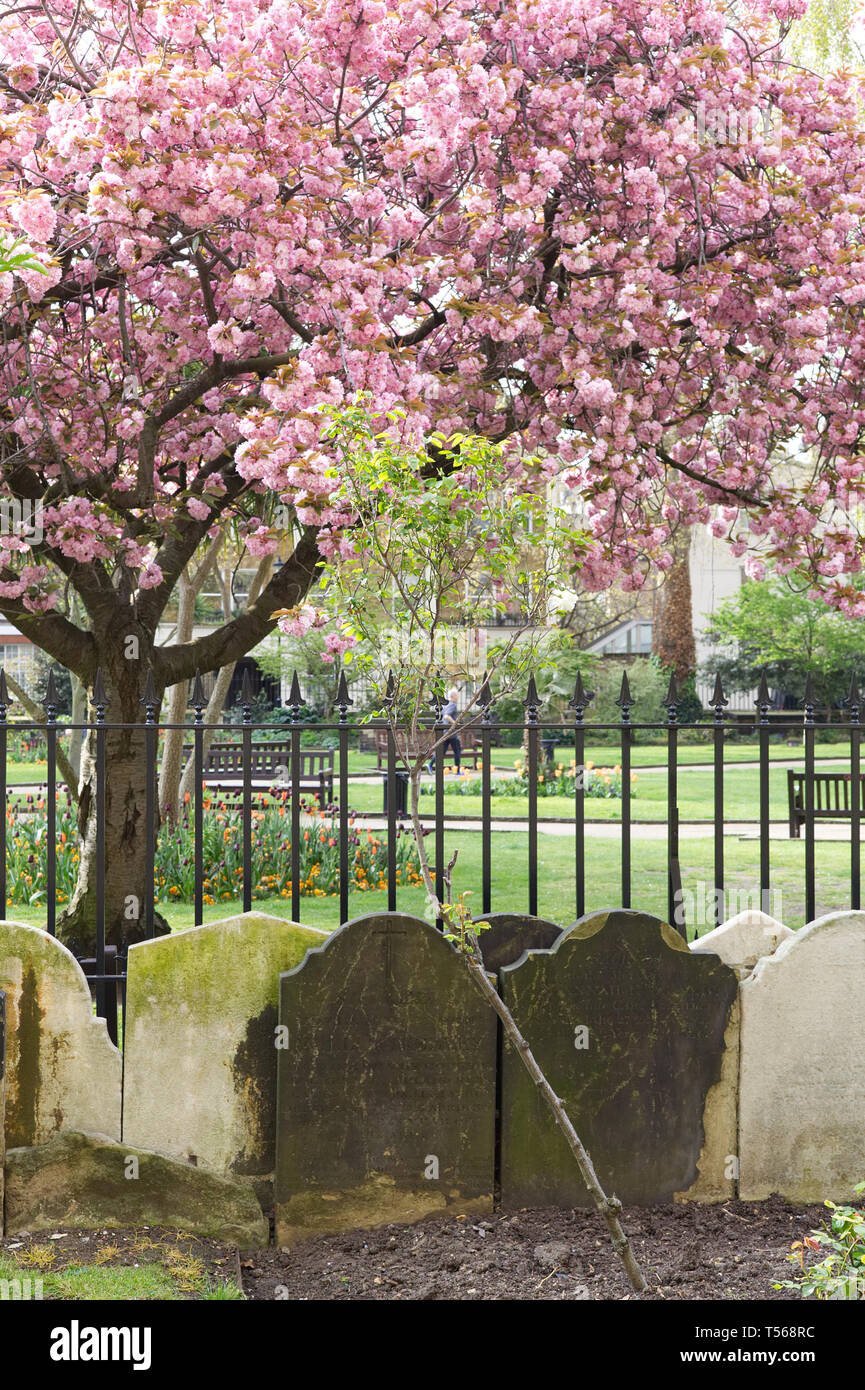 Japanese Cherry blossom tree in a church grave yard London England ...