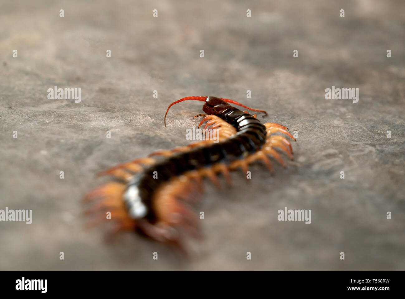 Giant House Centipede High Resolution Stock Photography and Images - Alamy