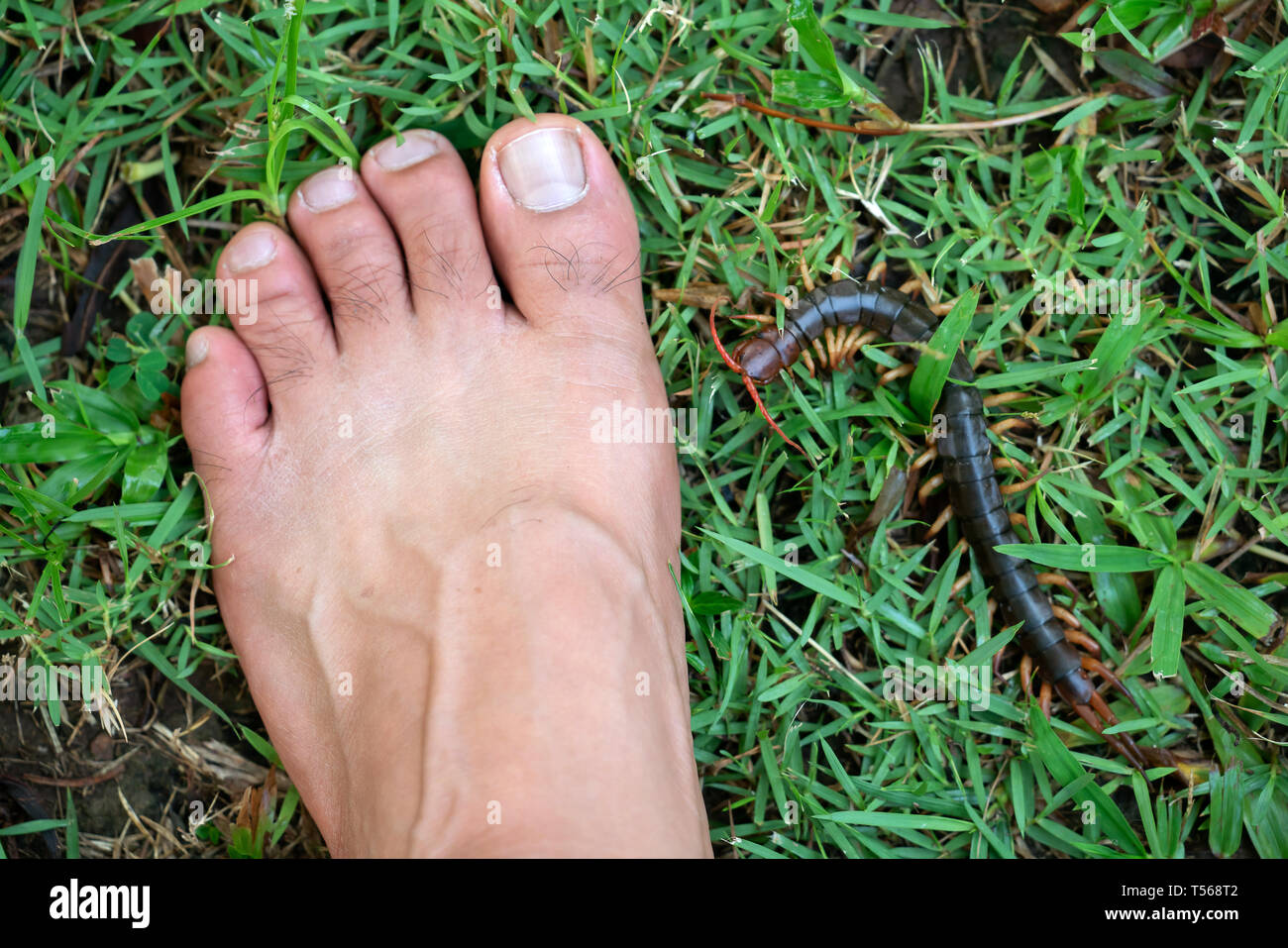 People were bitten by a centipede on their feet while walking in the ...