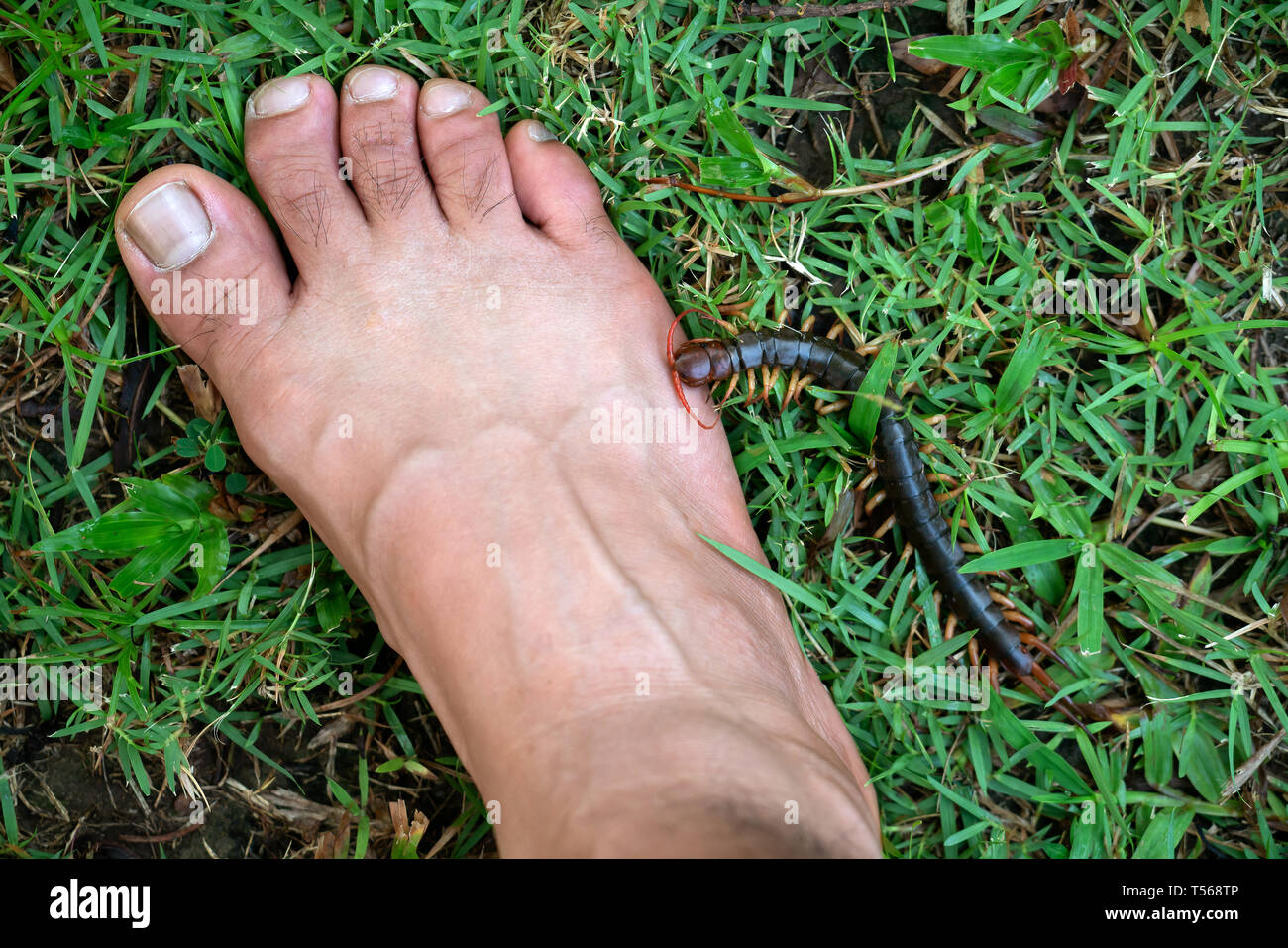 People were bitten by a centipede on their feet while walking in the ...