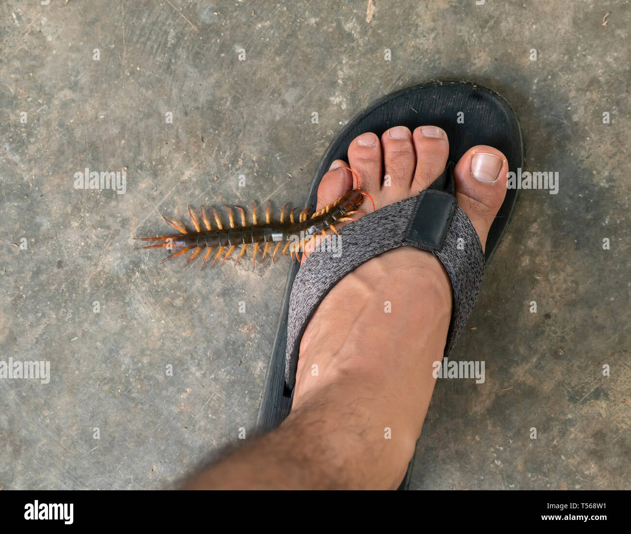 The human centipede hi-res stock photography and images - Alamy