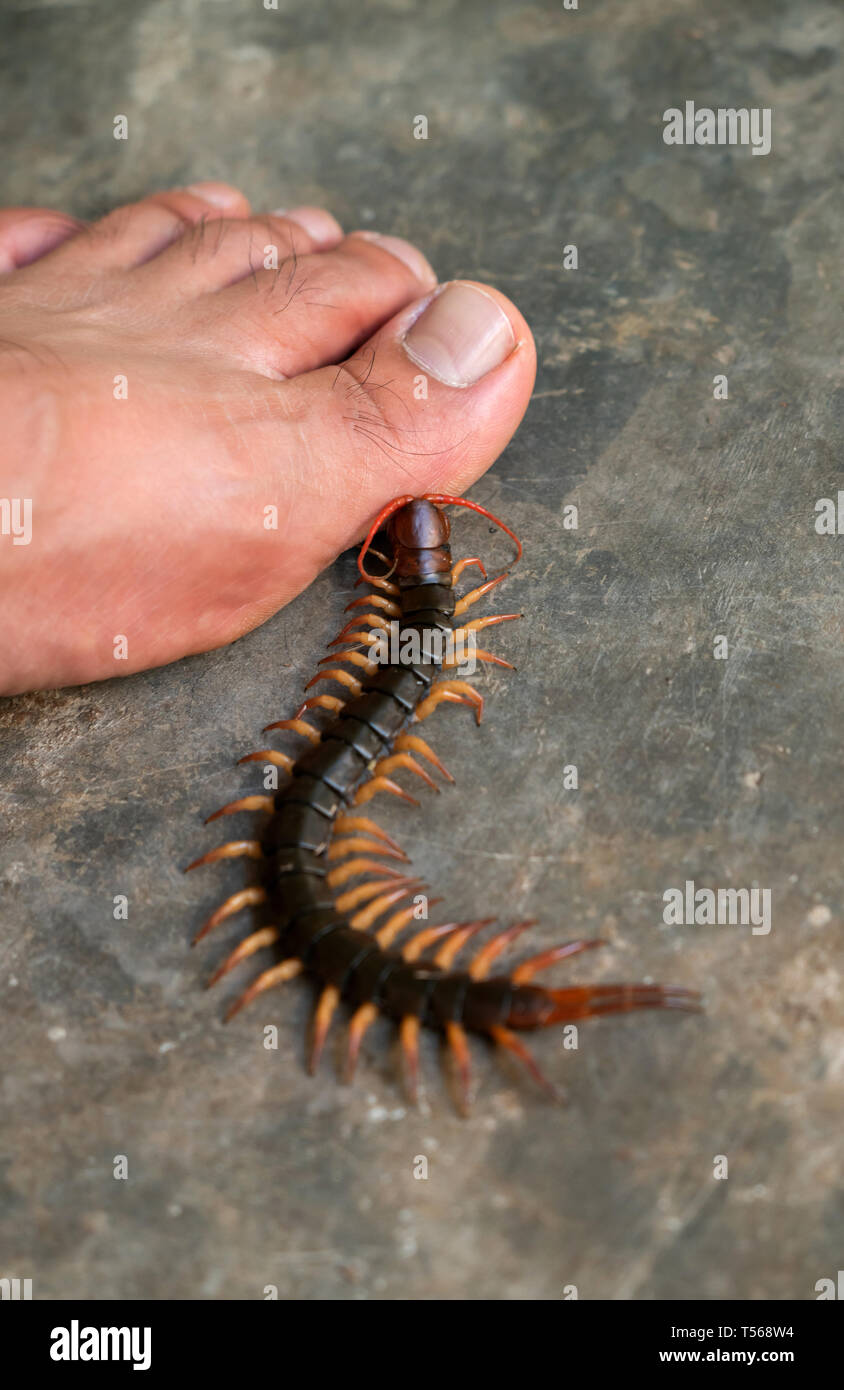 Giant Millipede Bite