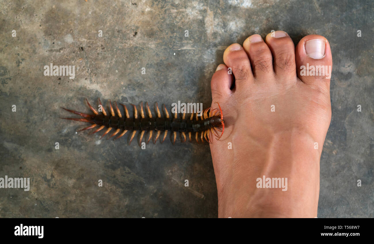 The human centipede hi-res stock photography and images - Alamy