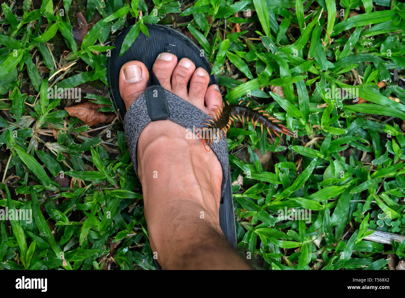 The human centipede hi-res stock photography and images - Alamy