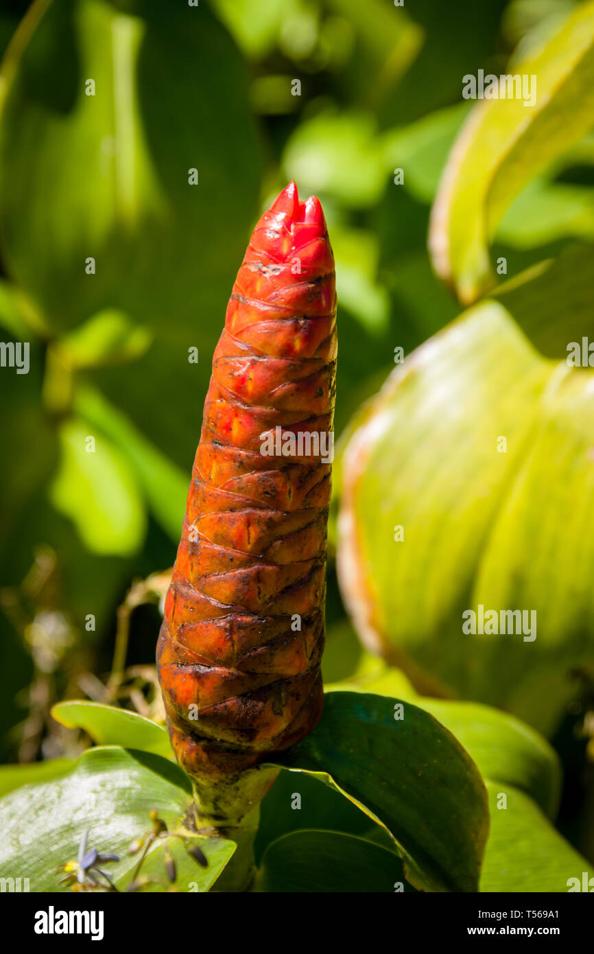 Bitter ginger hi-res stock photography and images - Alamy