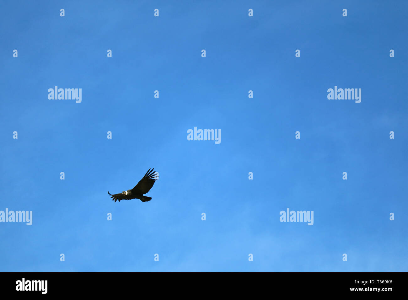 One Andean Condor Bird Flying in the Blue Sky over Colca Canyon ...
