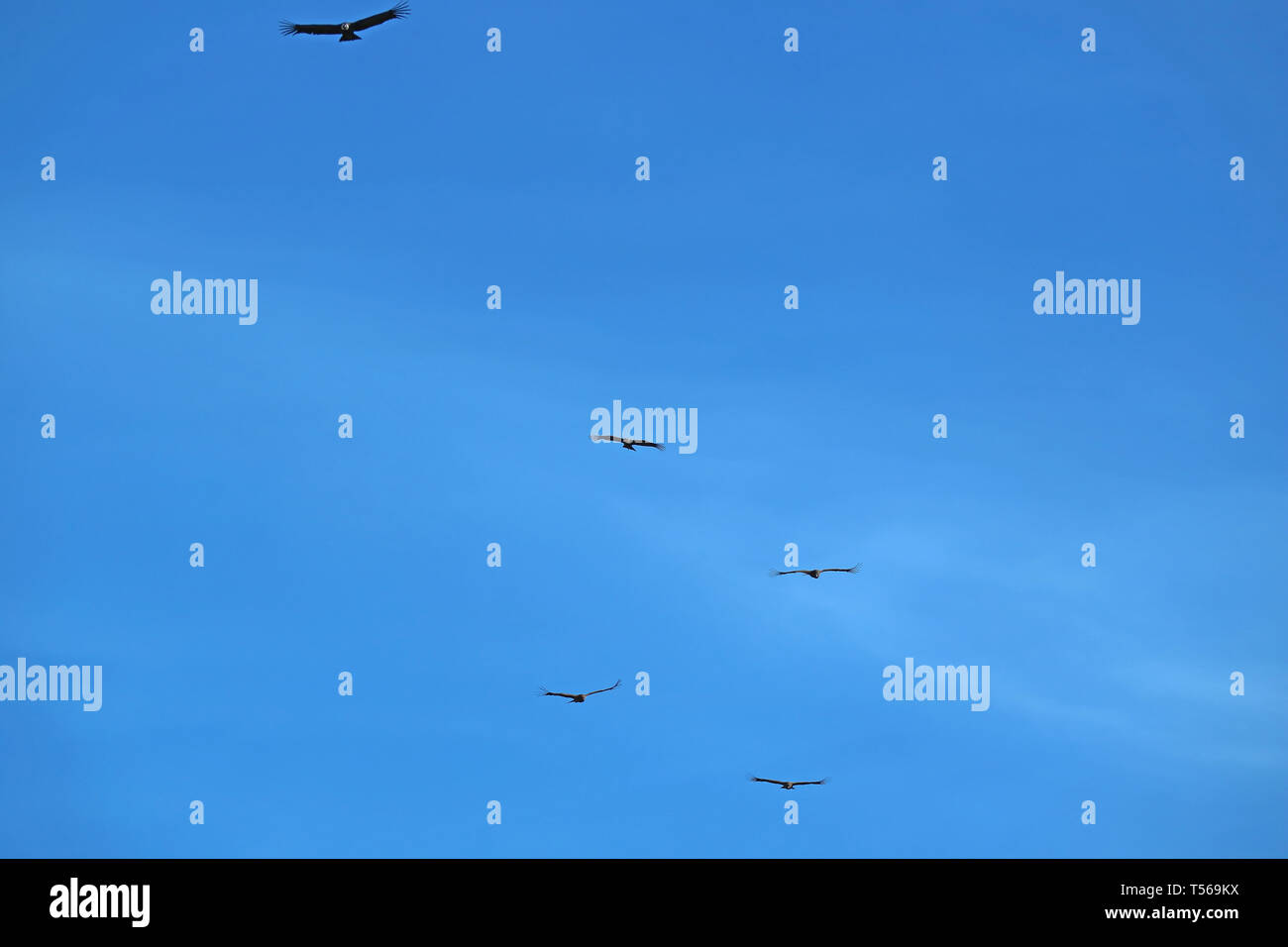 Group of Andean Condor Birds Flying in the Blue Sky over Colca Canyon ...