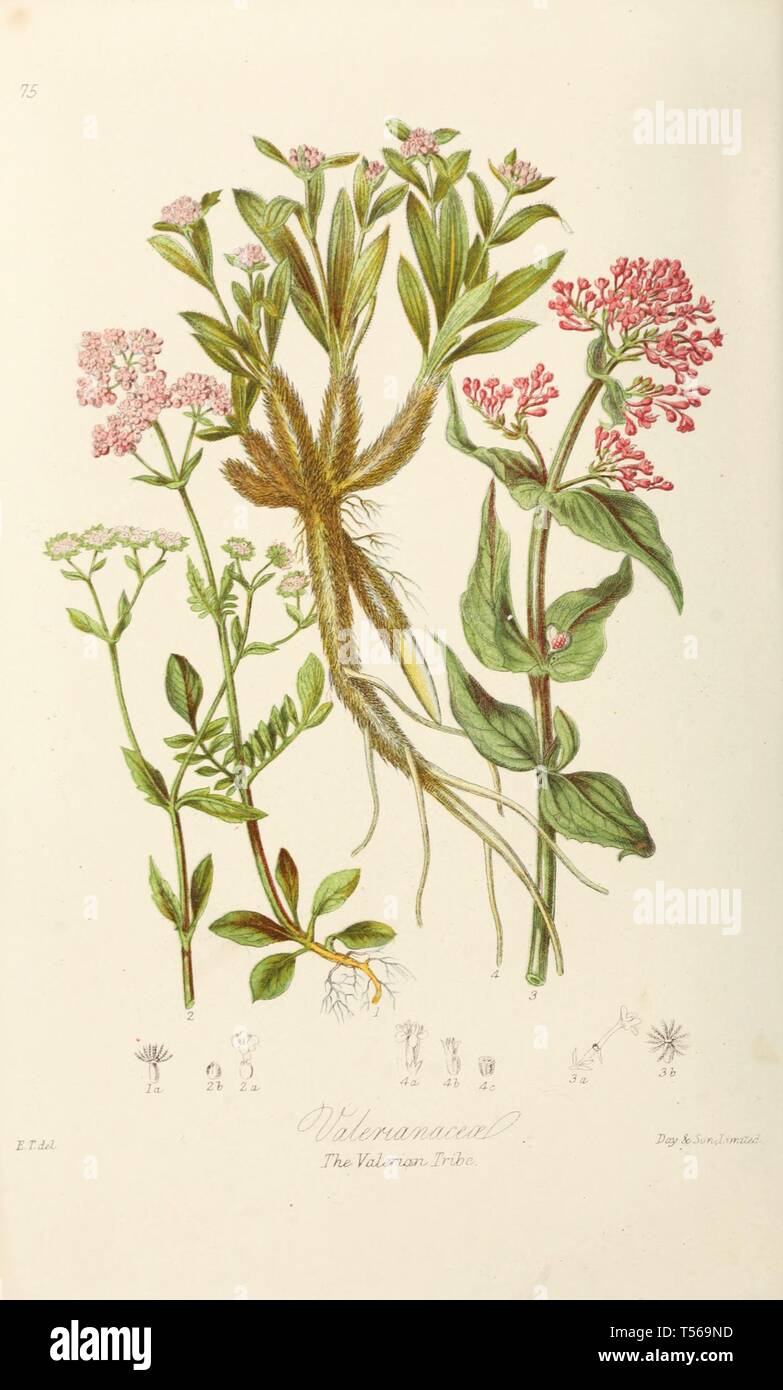 Beautiful vintage hand drawn illustrations of flowers and fruits from ...
