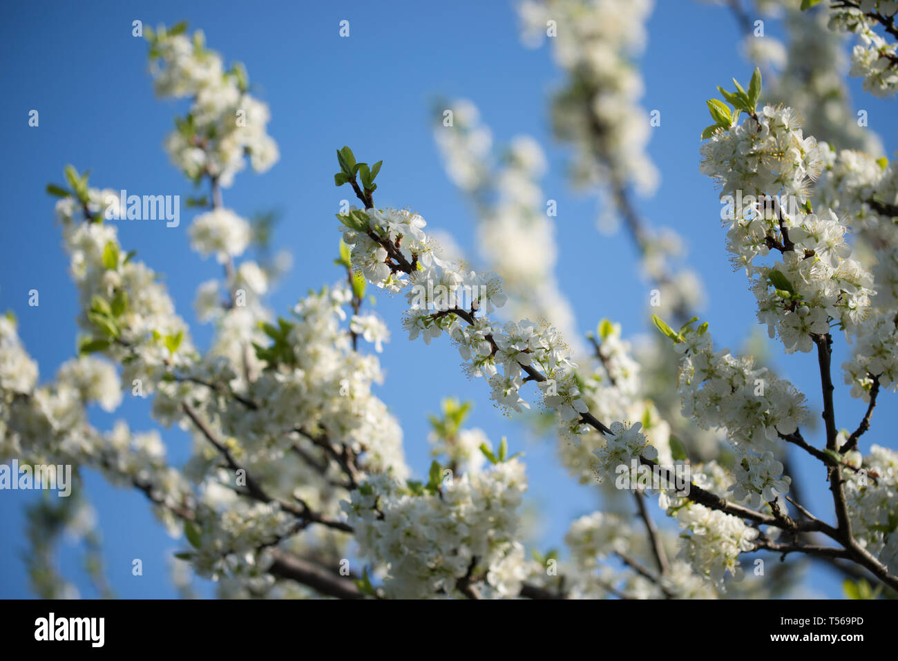 Prunus tree white flower bloom hi-res stock photography and images - Alamy
