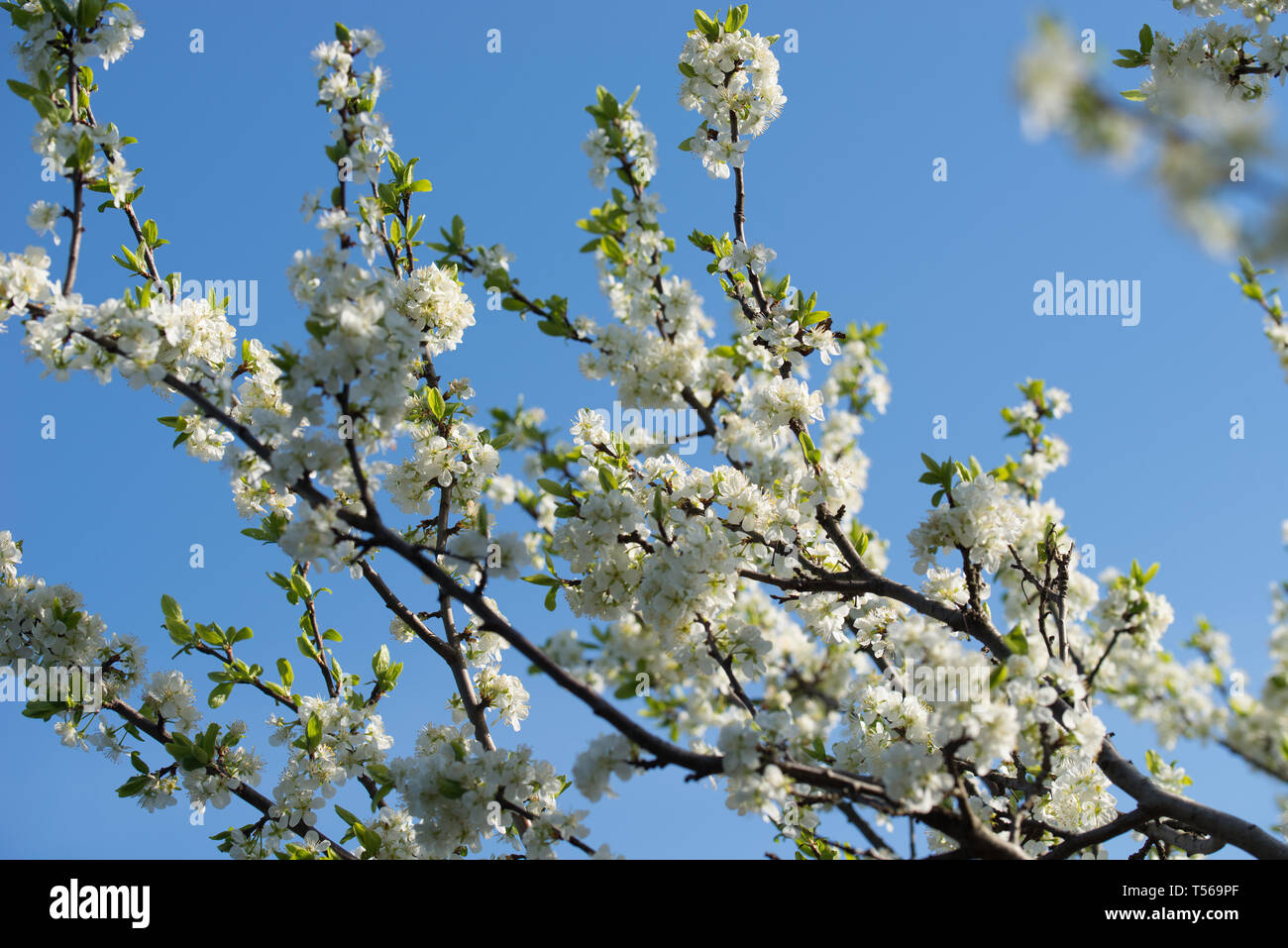 Prunus tree white flower bloom hi-res stock photography and images - Alamy