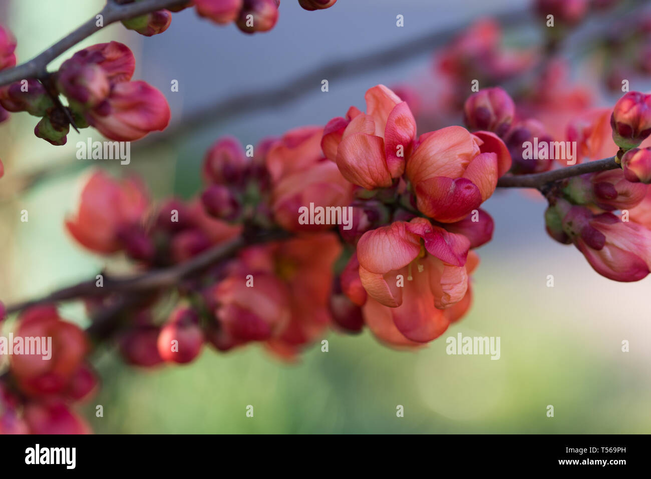 Maules quince hi-res stock photography and images - Alamy
