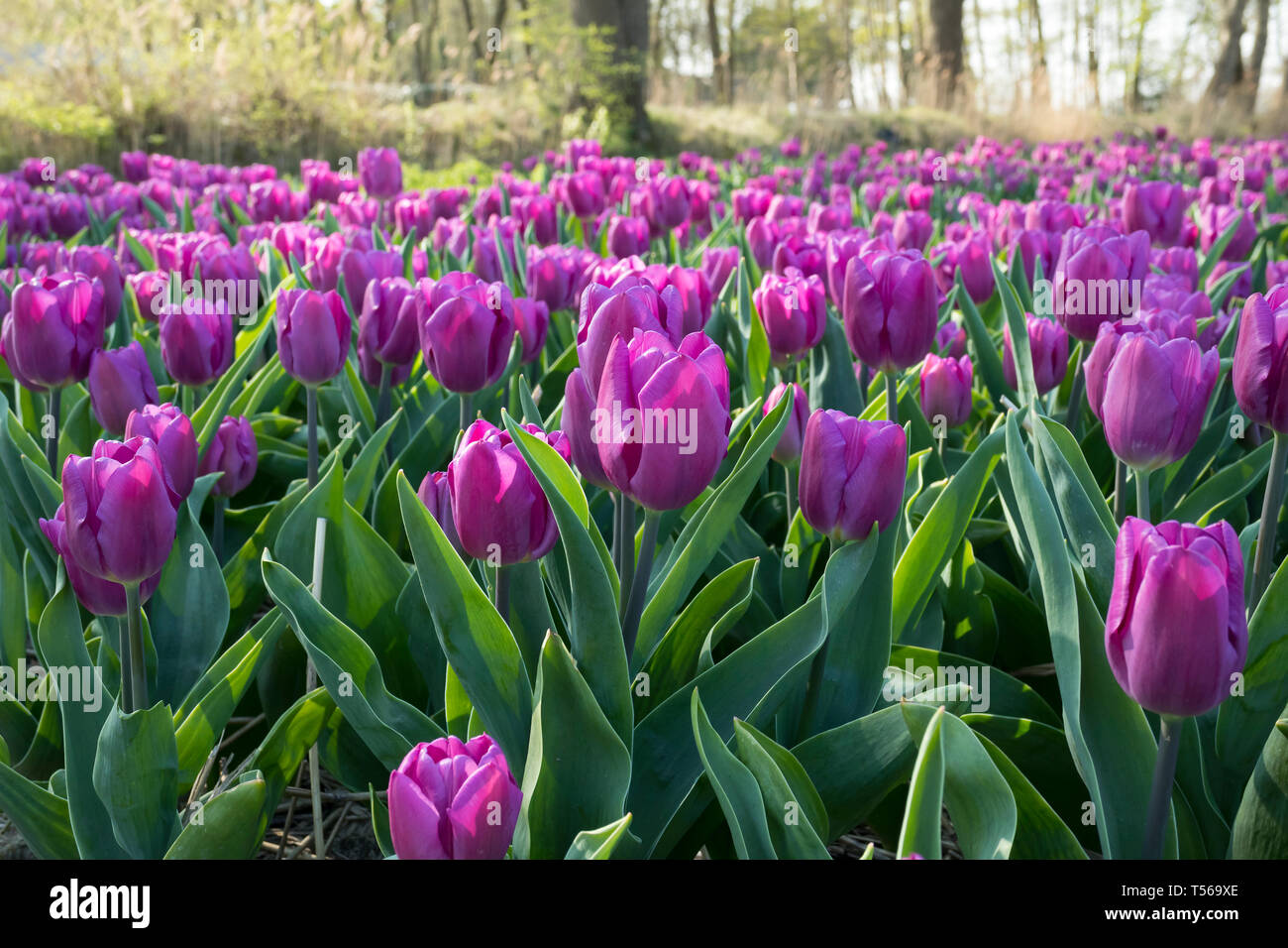 Traditional Dutch tulip field with purple flowers Stock Photo - Alamy