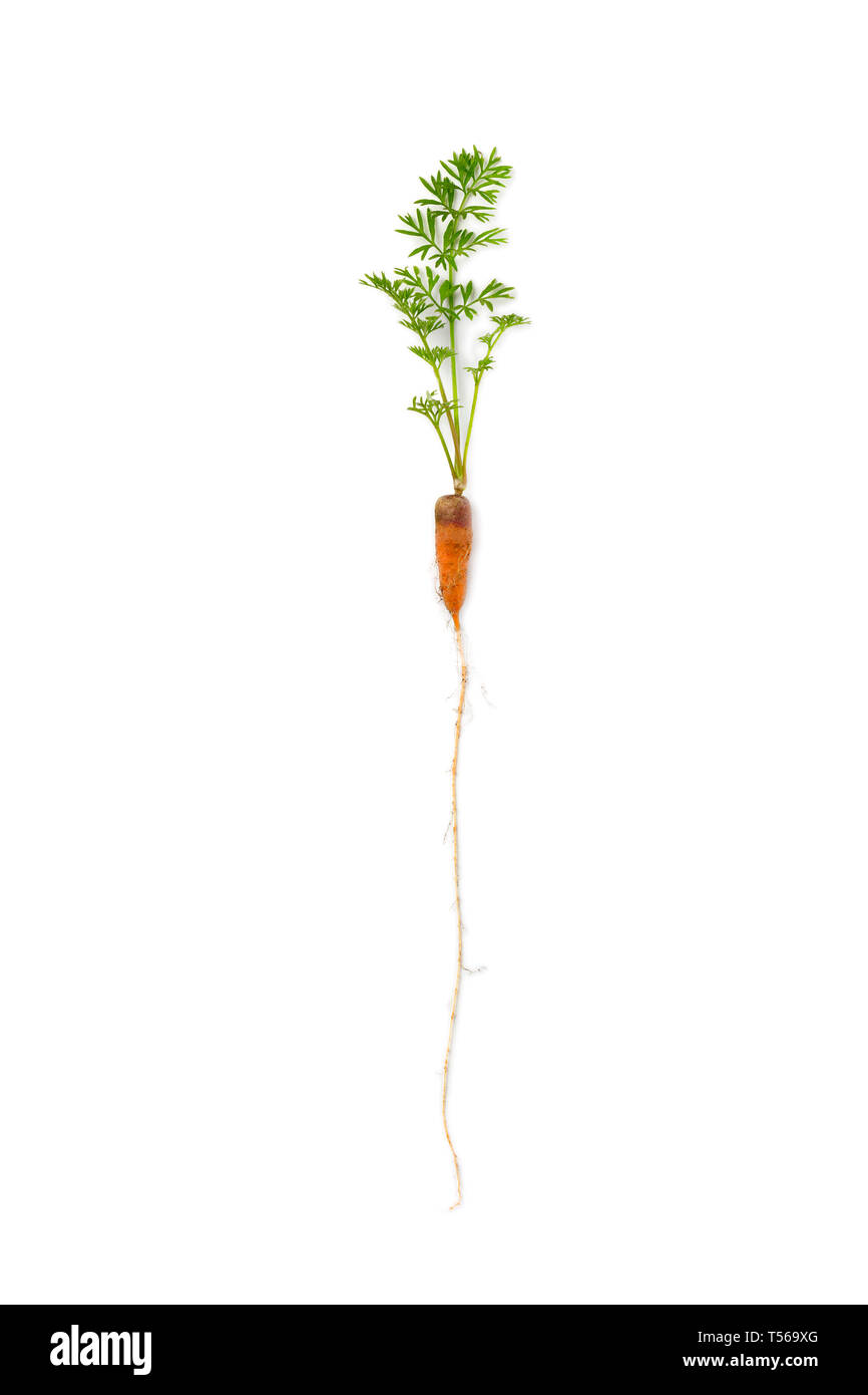 Carrot seedling hi-res stock photography and images - Alamy