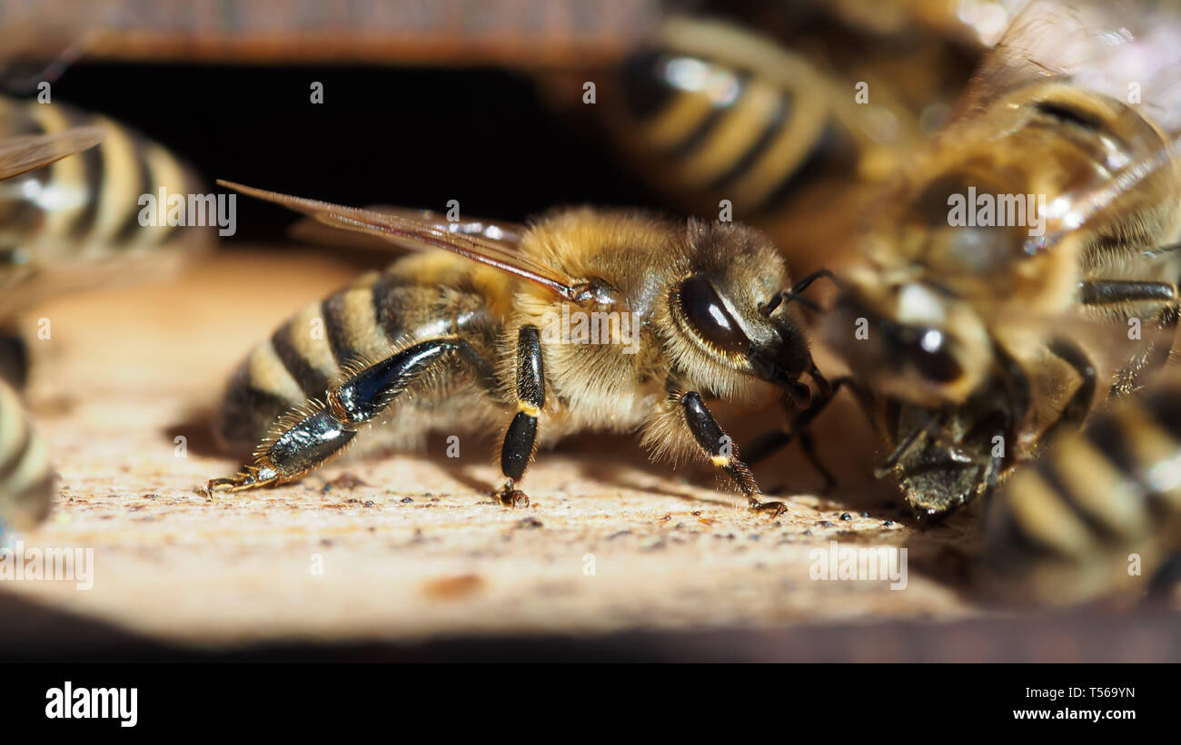 Big beehive hi-res stock photography and images - Alamy