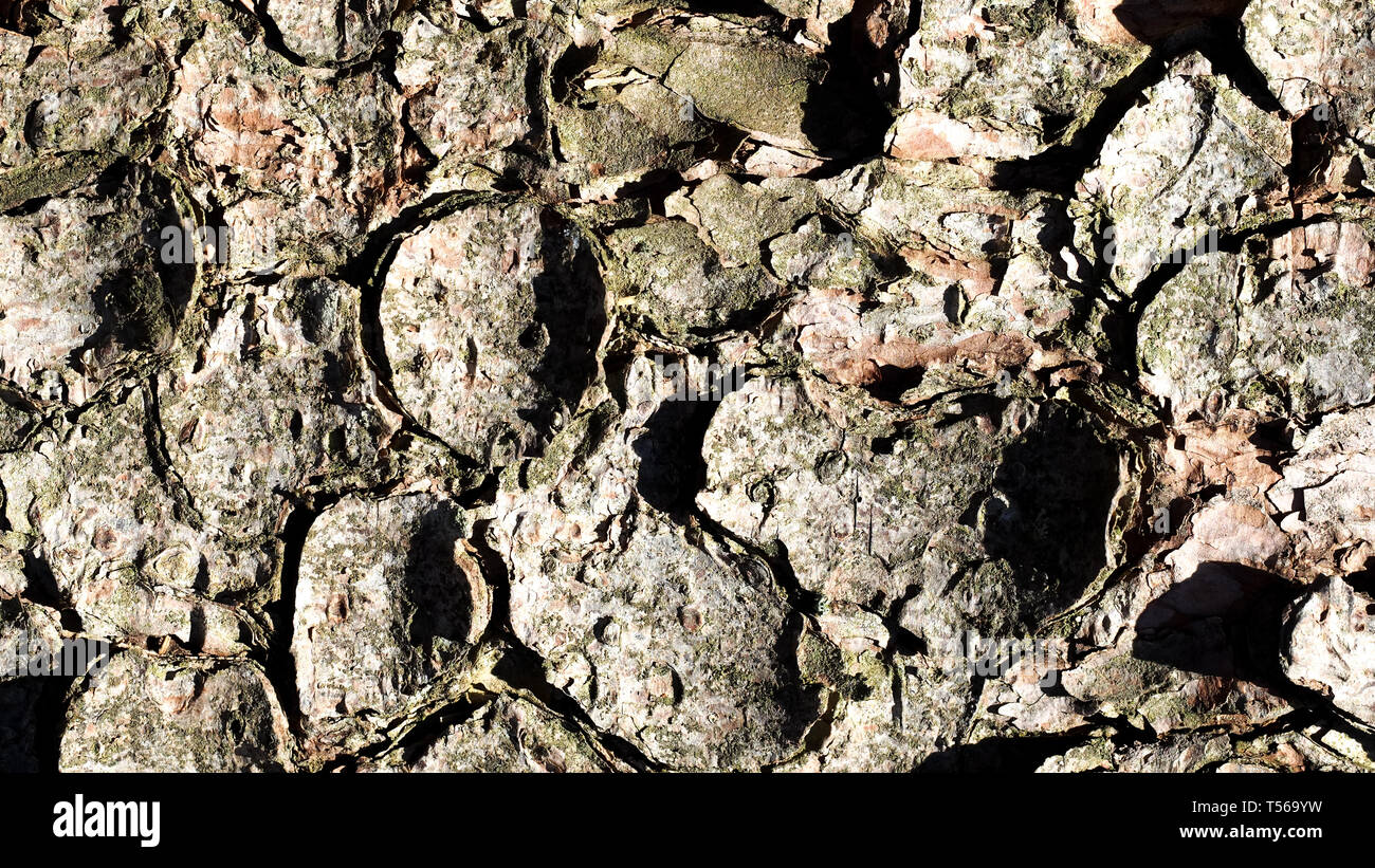 macro photo admission of a bark structure of a spruce tree Stock Photo ...