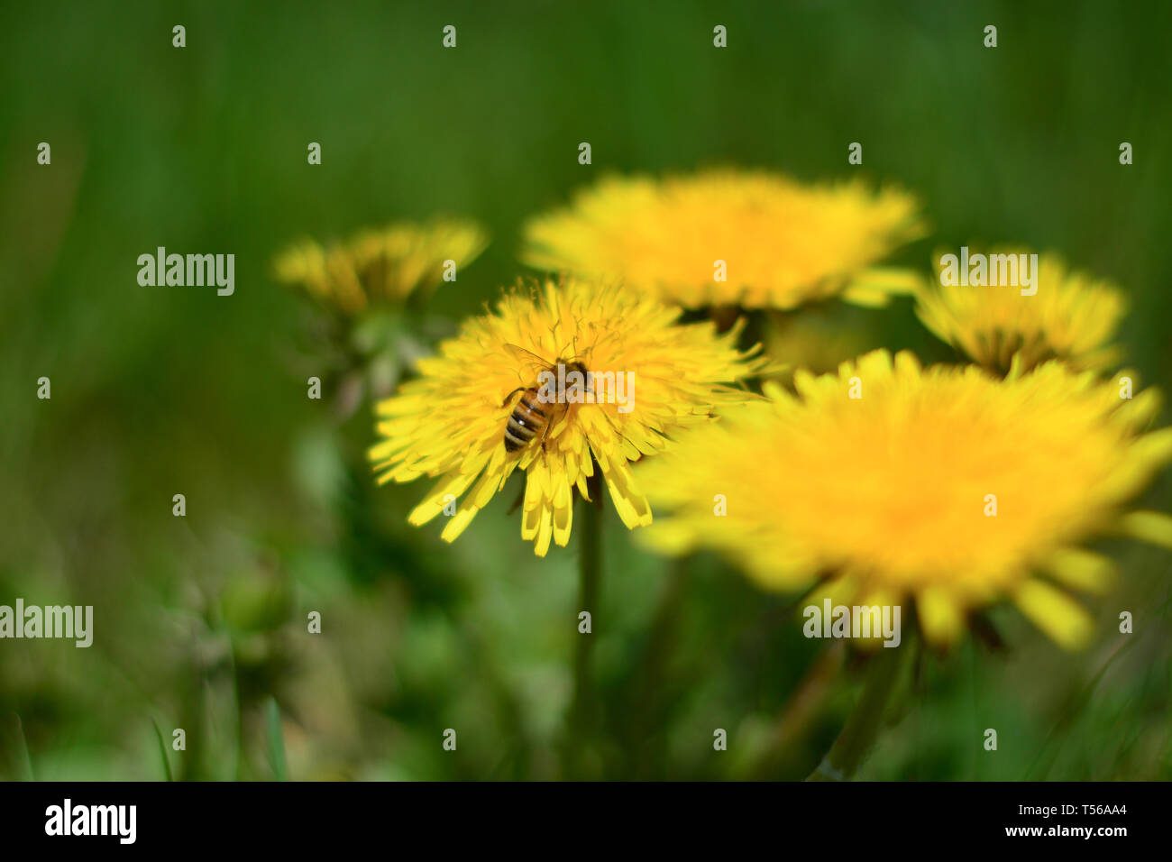 the work of bees in spring Stock Photo - Alamy