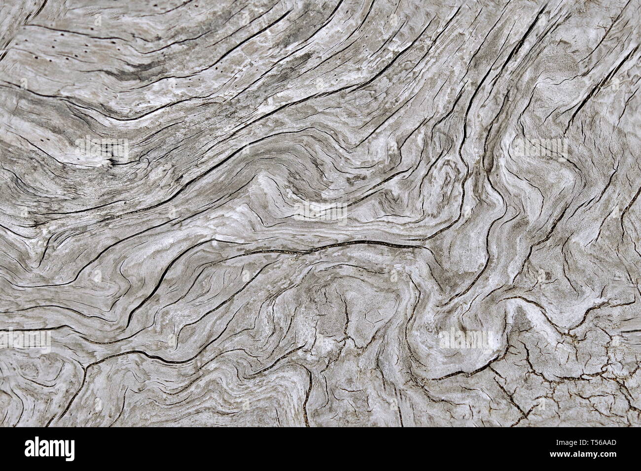 Detail of an old gray section of a fallen tree Stock Photo - Alamy