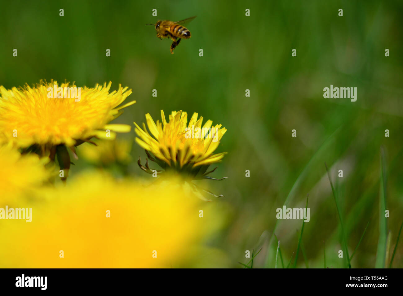 the importance of bees in their continuous job of pollination of ...