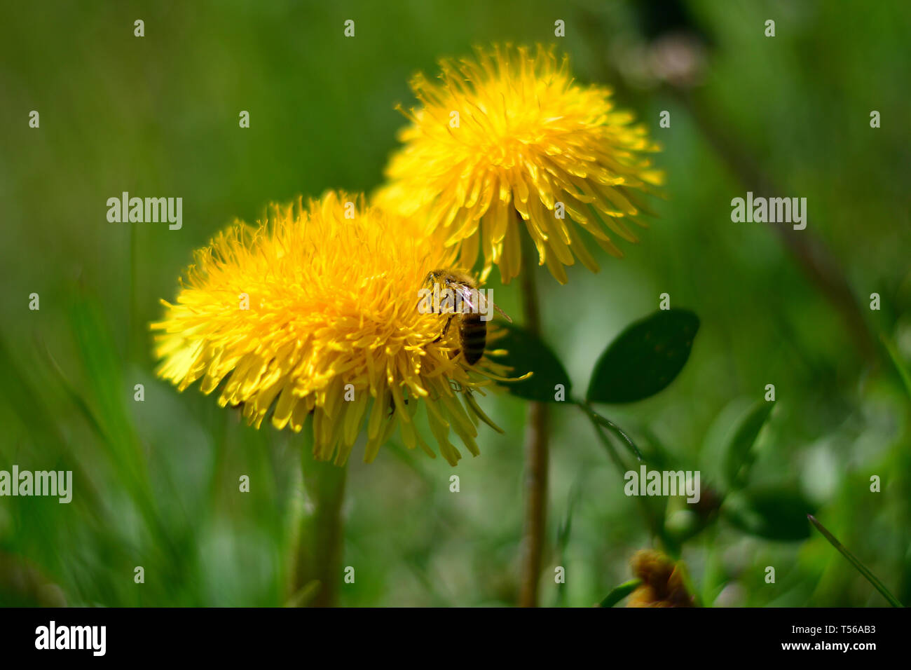 the importance of bees in their continuous job of pollination of ...