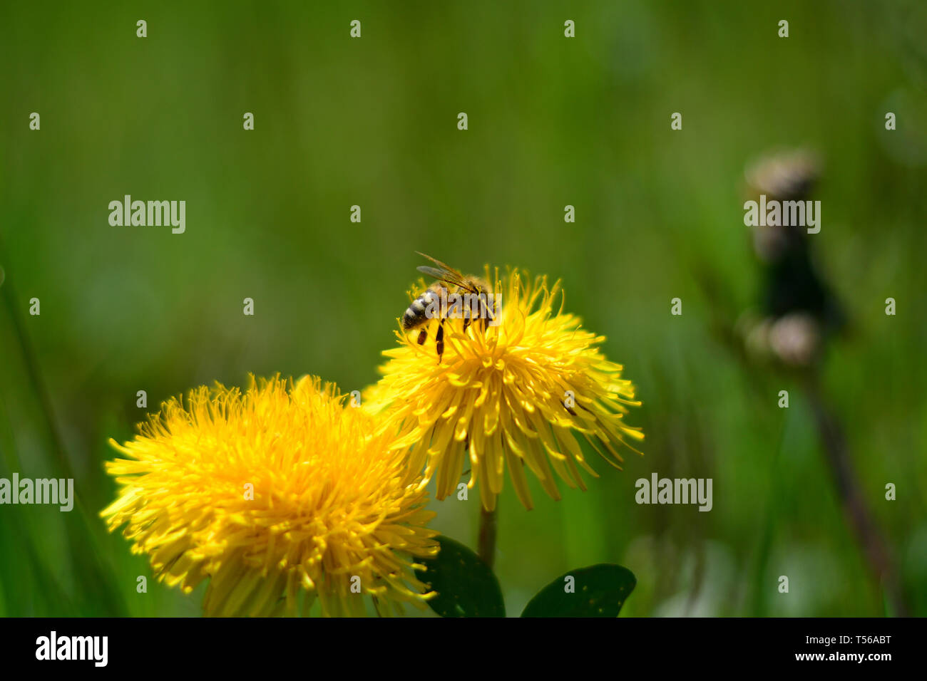 the importance of bees in their continuous job of pollination of ...