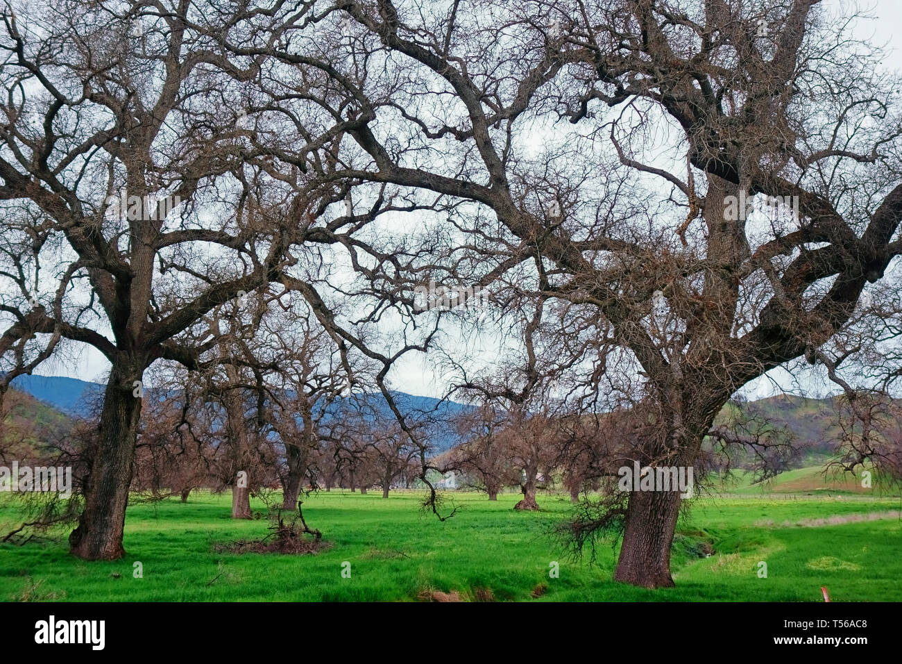 A knobbly, rough, and twisted gnarled pair of trees in a green field ...