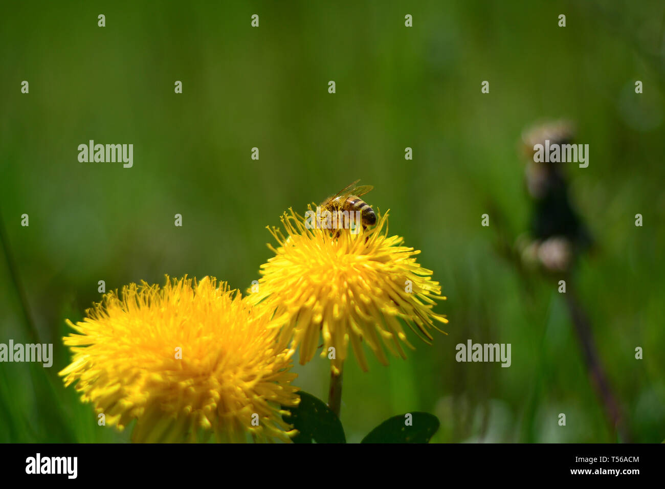 the importance of bees in their continuous job of pollination of ...