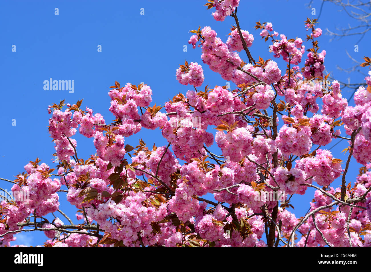 Aspen flower pollen hi-res stock photography and images - Alamy