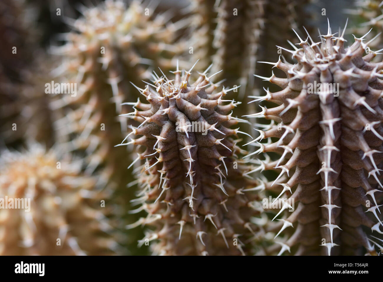 Very thorny cactus plants hi-res stock photography and images - Alamy