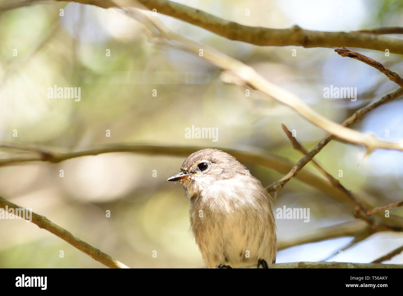 small bird in tree Stock Photo - Alamy